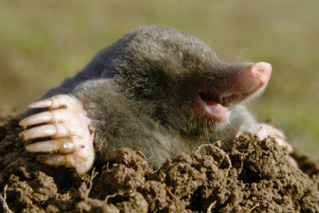 La talpa, non la vedi ma c'è...